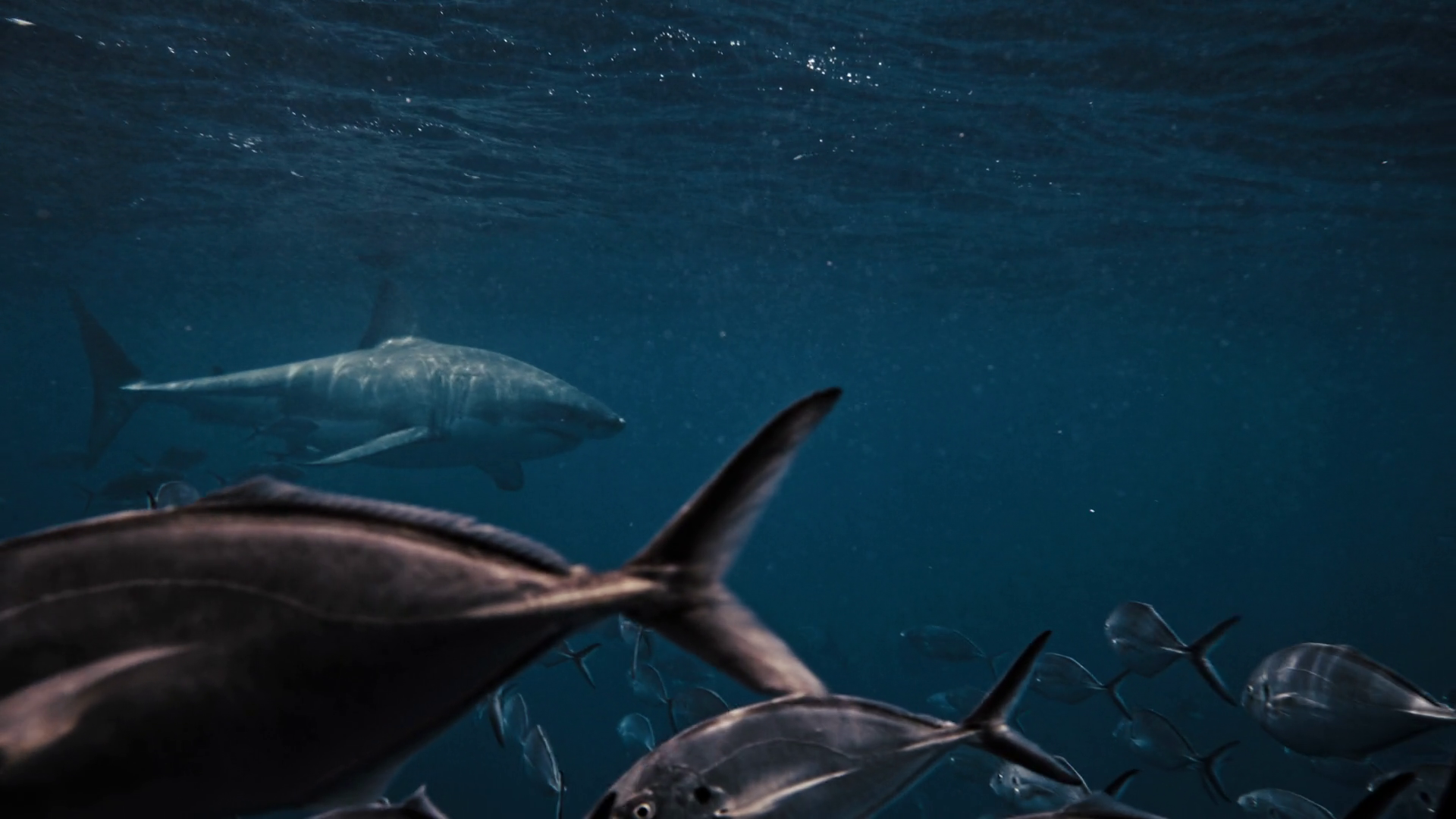Slow Motion Of Great White Shark Swimming In Stock Footage SBV ...