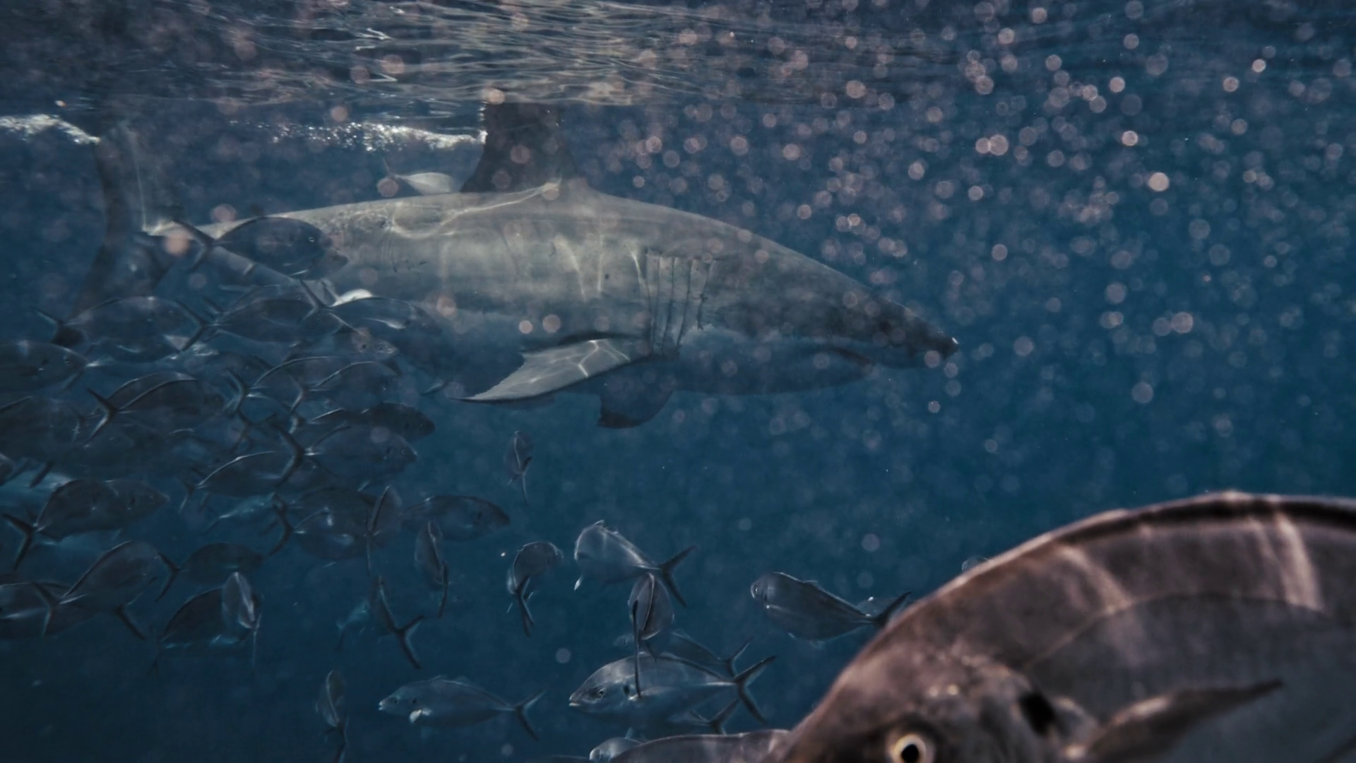 Great White Shark Moves Gracefully Through Stock Footage SBV-351978722 ...
