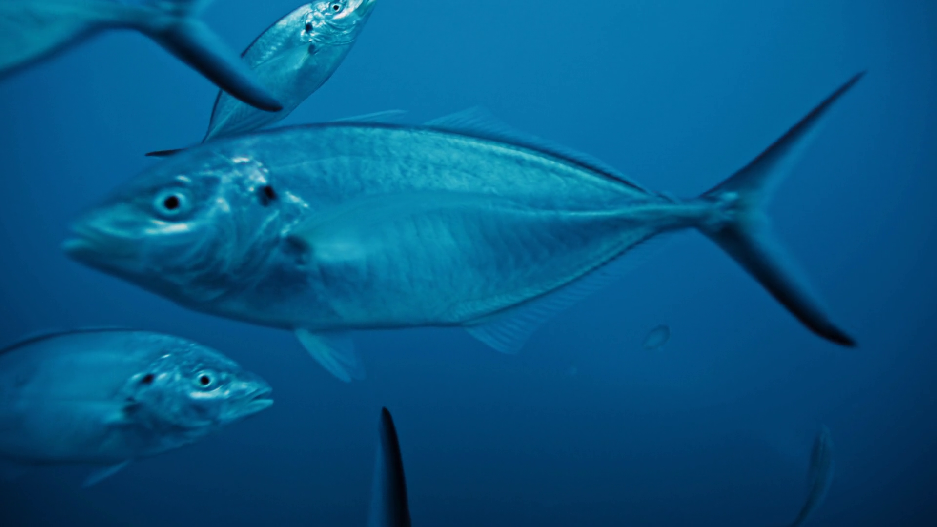 Silver Trevally Swimming Alone In Deep Blue Stock Footage SBV-351980229 ...