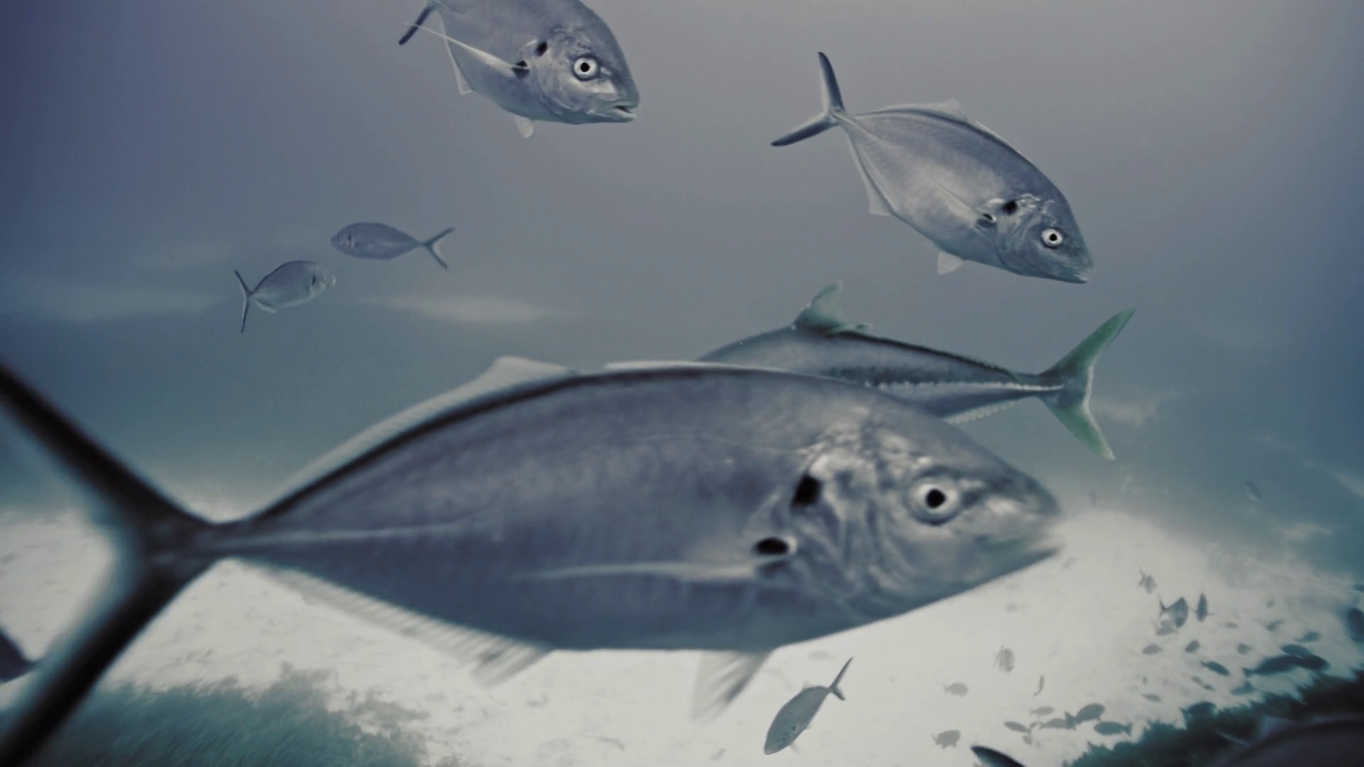 Group Of Yellowtail Kingfish Glides Smoothly Stock Footage SBV ...