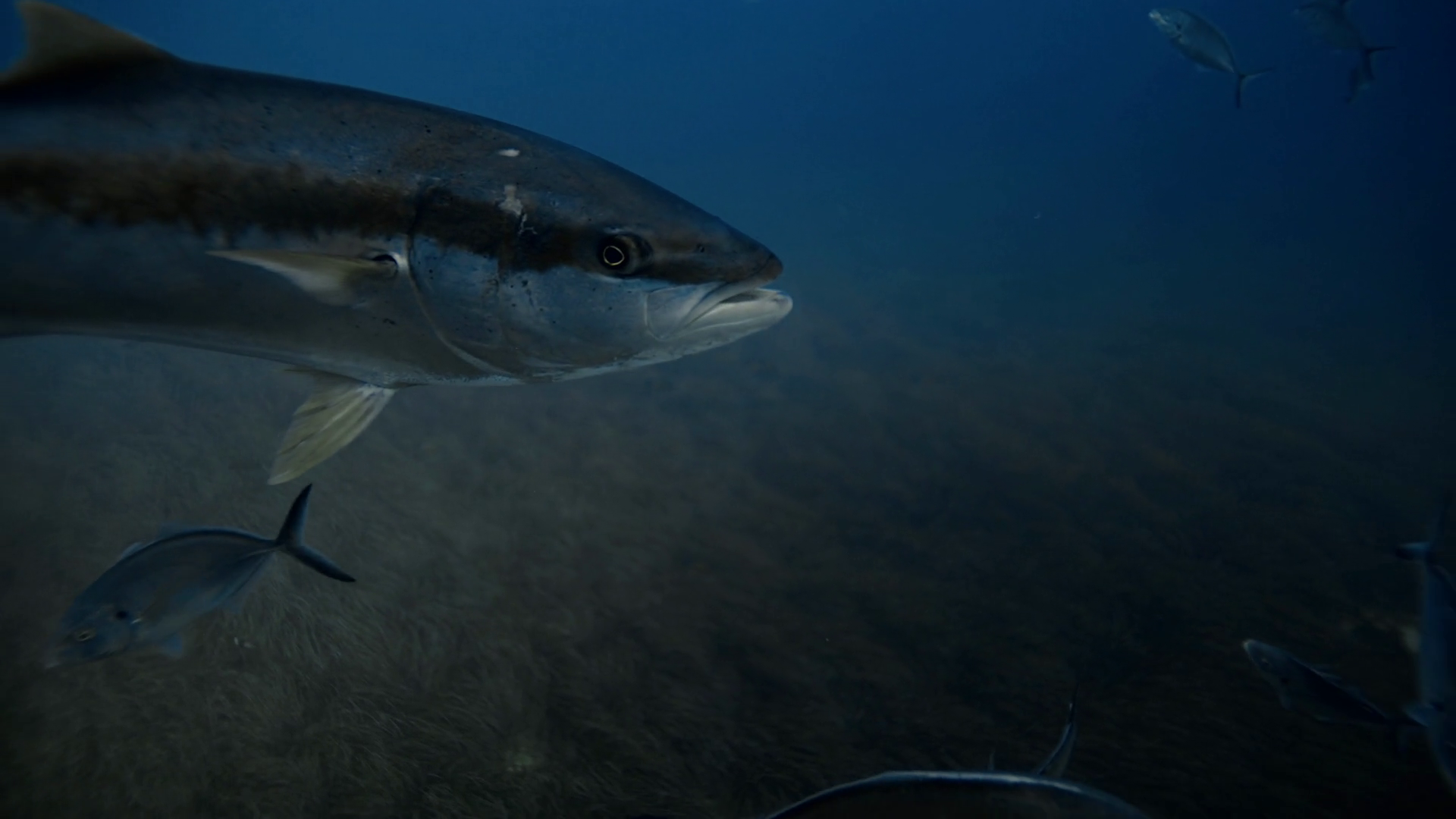 School Of Yellowtail Kingfish Moves Stock Footage SBV-351981115 ...