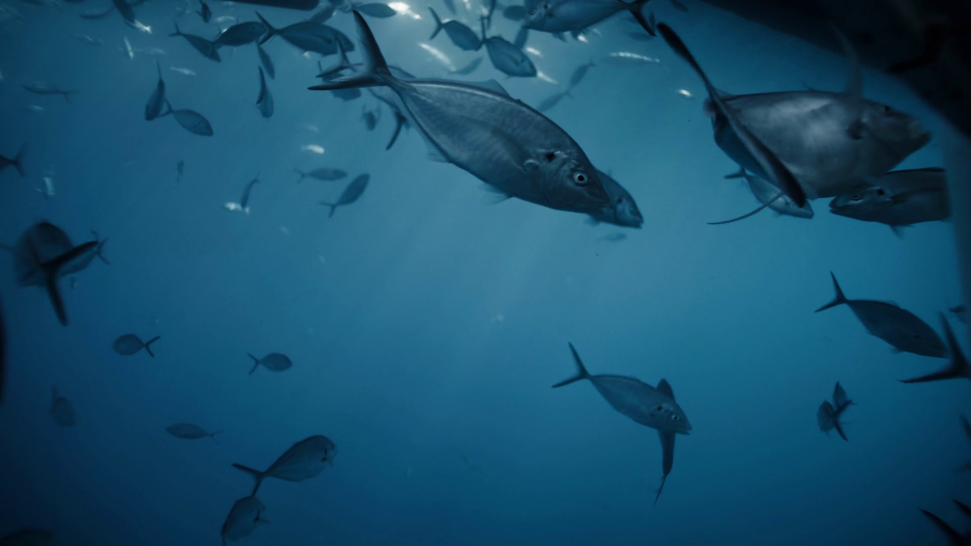 School Of Fish Surrounds Shark Cage Forming Stock Footage SBV-352008366 ...