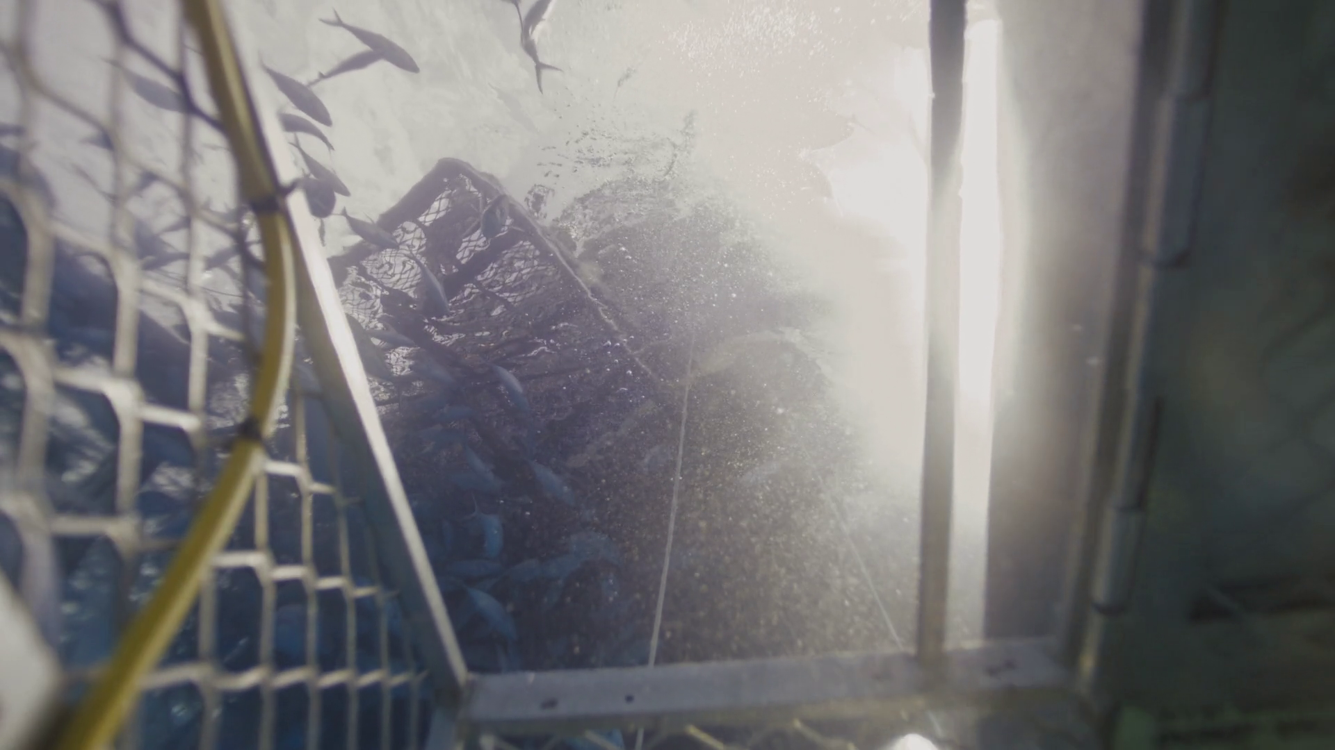 High Angle Underwater Of Shark Cage Stock Footage SBV-352008608 ...
