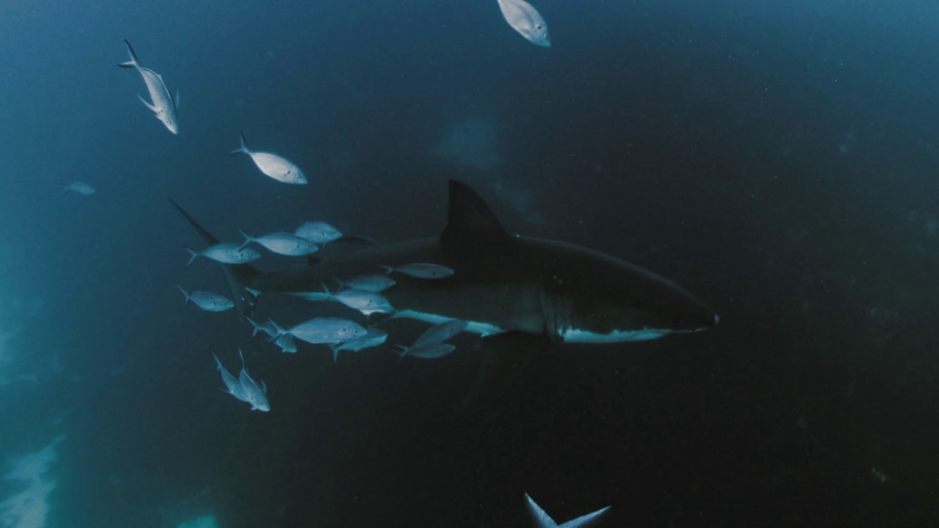 Great White Shark Glides Through Deep Blue Stock Footage SBV-352011211 ...