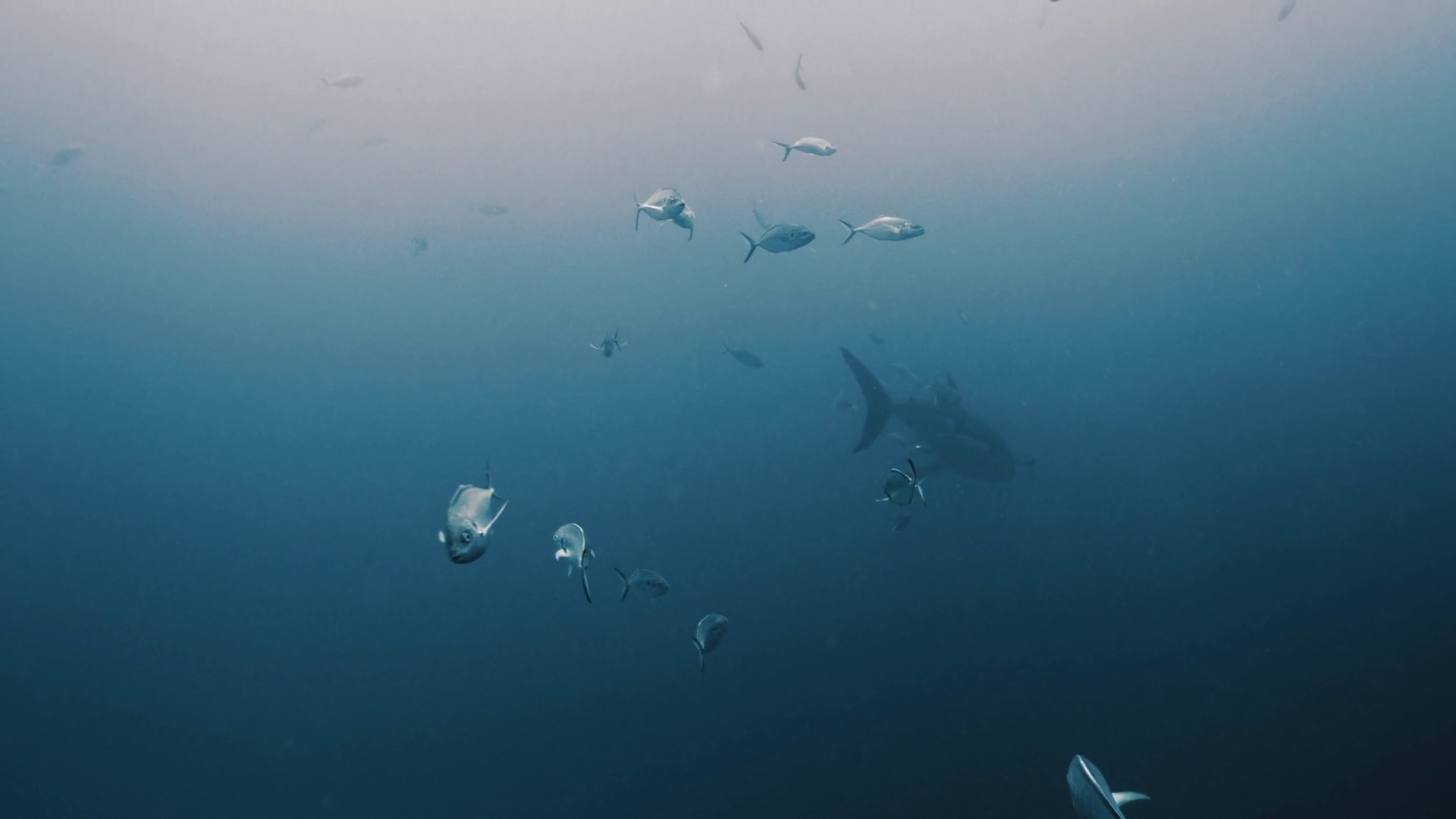 Great White Shark Face Swims Through Ocean Stock Footage SBV-352011841 ...