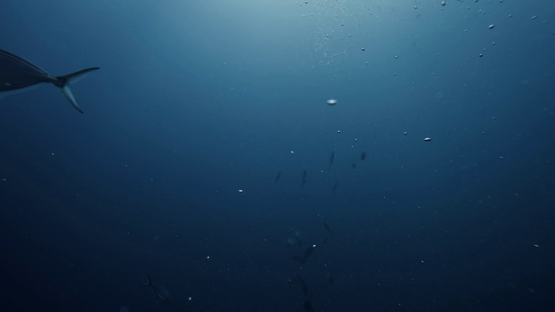 Bubbles Rise Fish School Floats Through Blue Stock Footage SBV ...