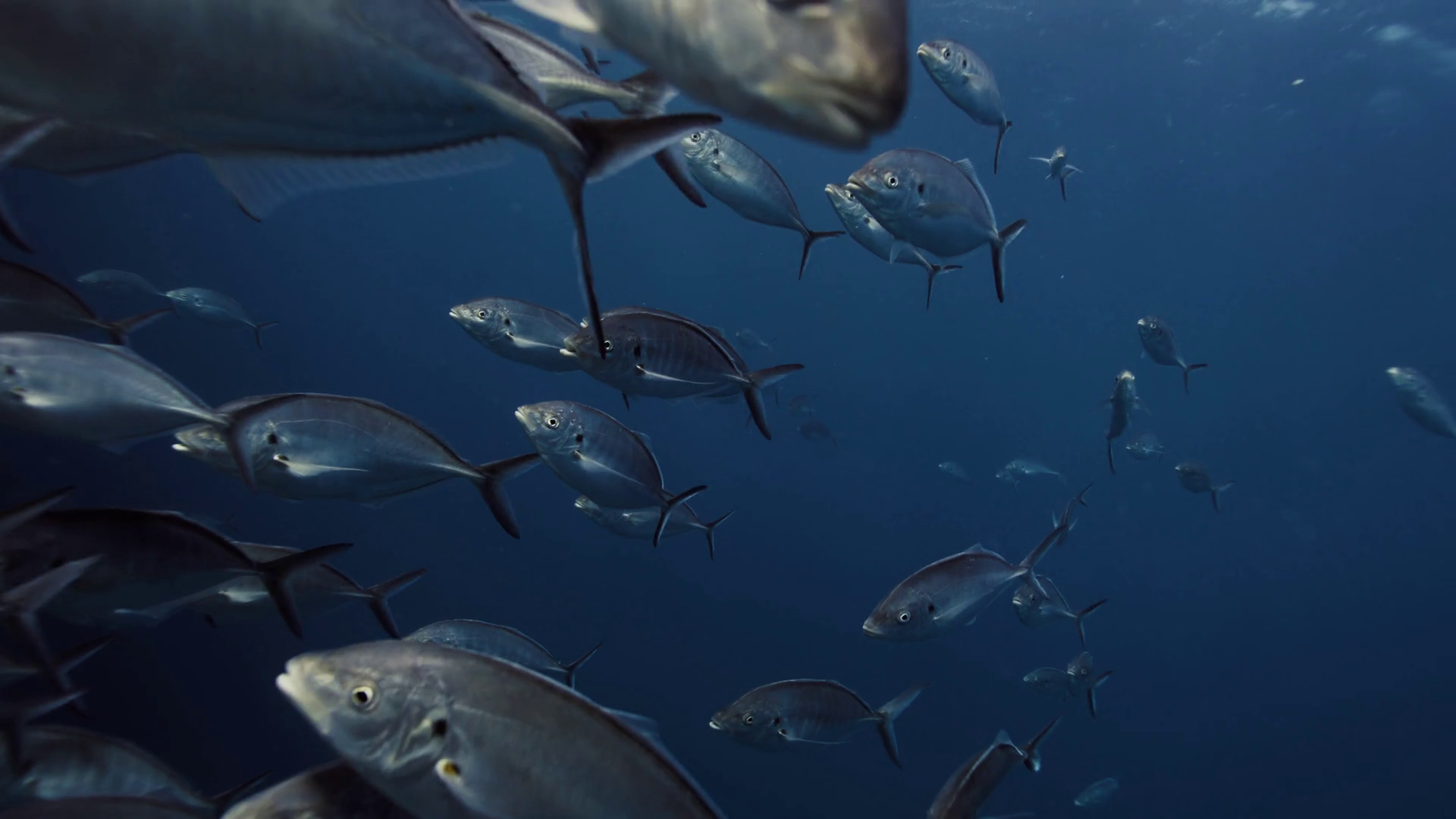 Silver Trevally Fish Fill Frame In Tight Stock Footage SBV-352025635 ...