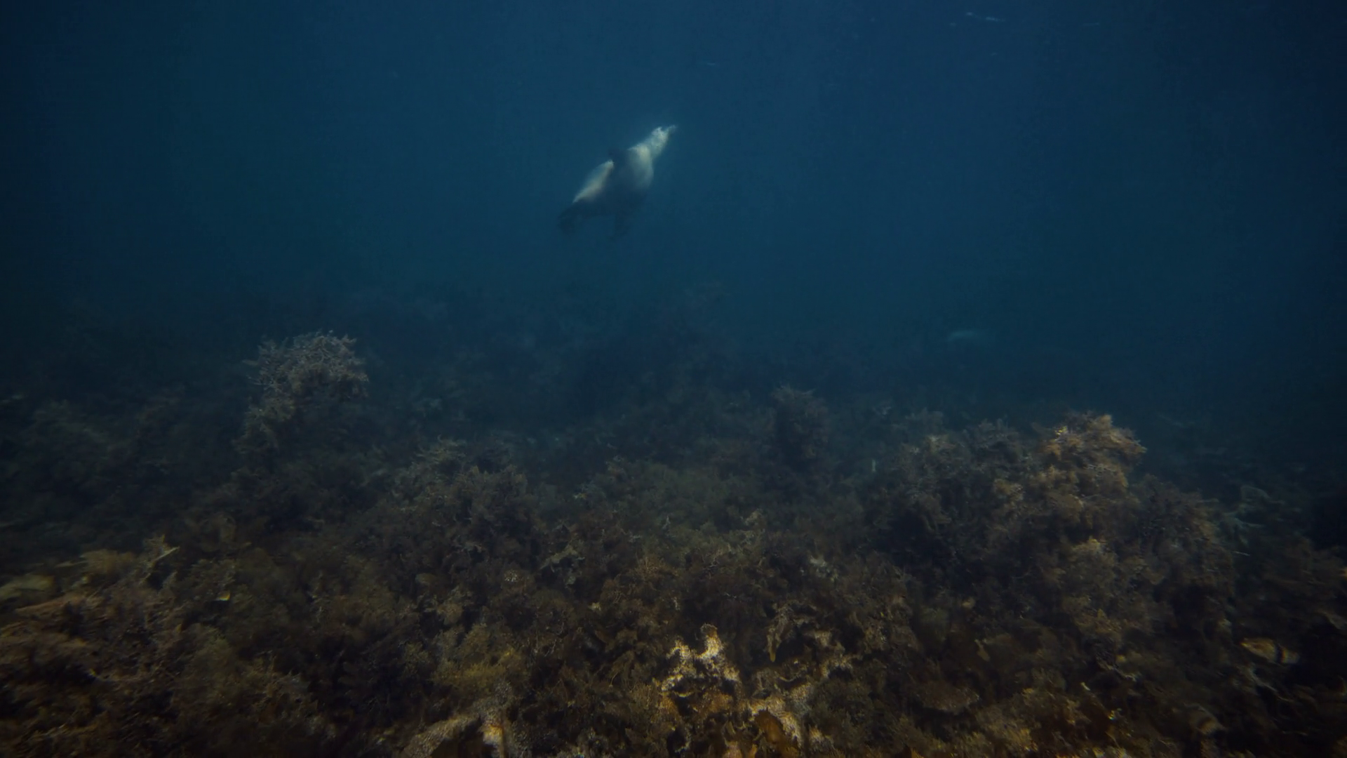 Slow Motion View Of Sea Lion Descending Into Stock Footage SBV ...
