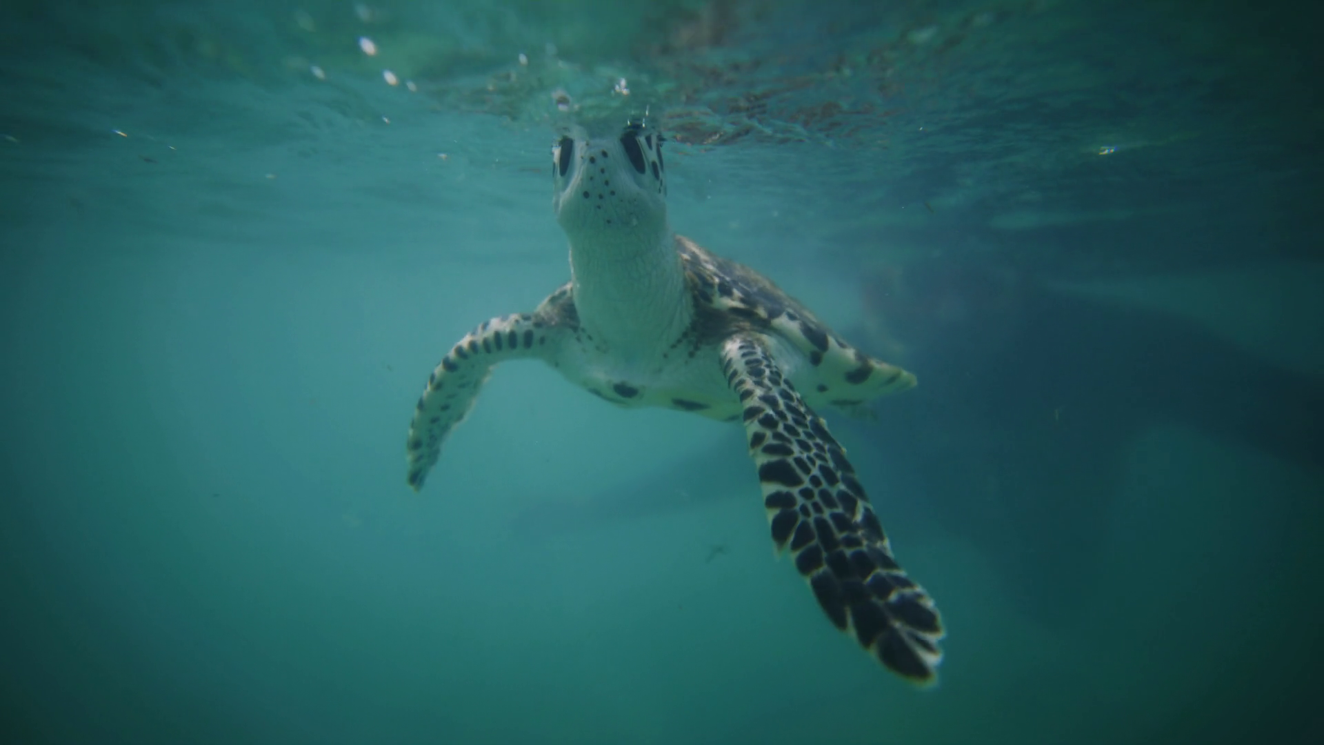 Turtle Hatchling Paddles Alone In Quiet Sea Stock Footage SBV-352567317 ...