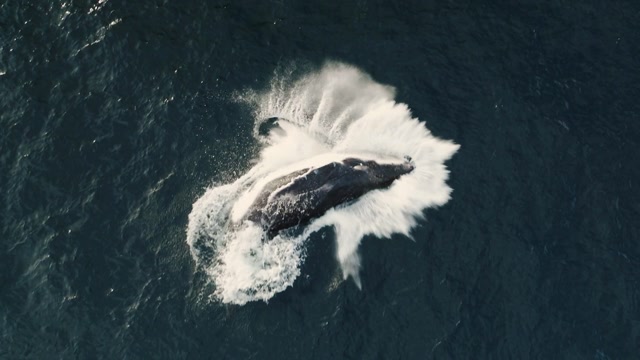 Jump In The Ocean Stock Footage: Royalty-Free Video Clips - Storyblocks