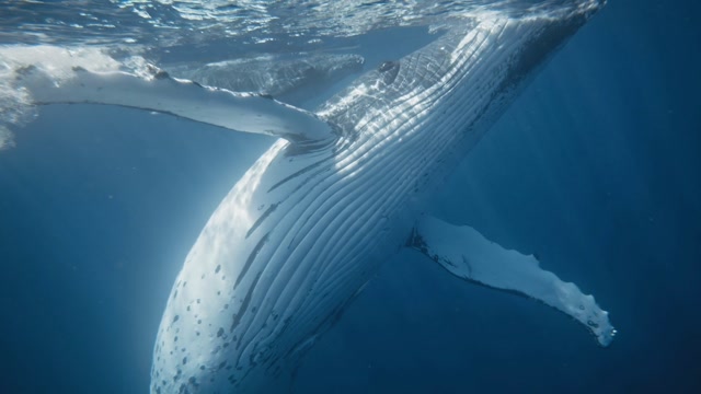 Bubble | Animals stock footage - Storyblocks