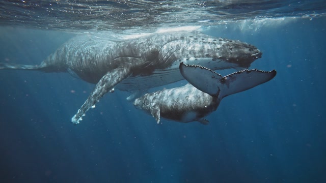 Flippers | Animals stock footage - Storyblocks