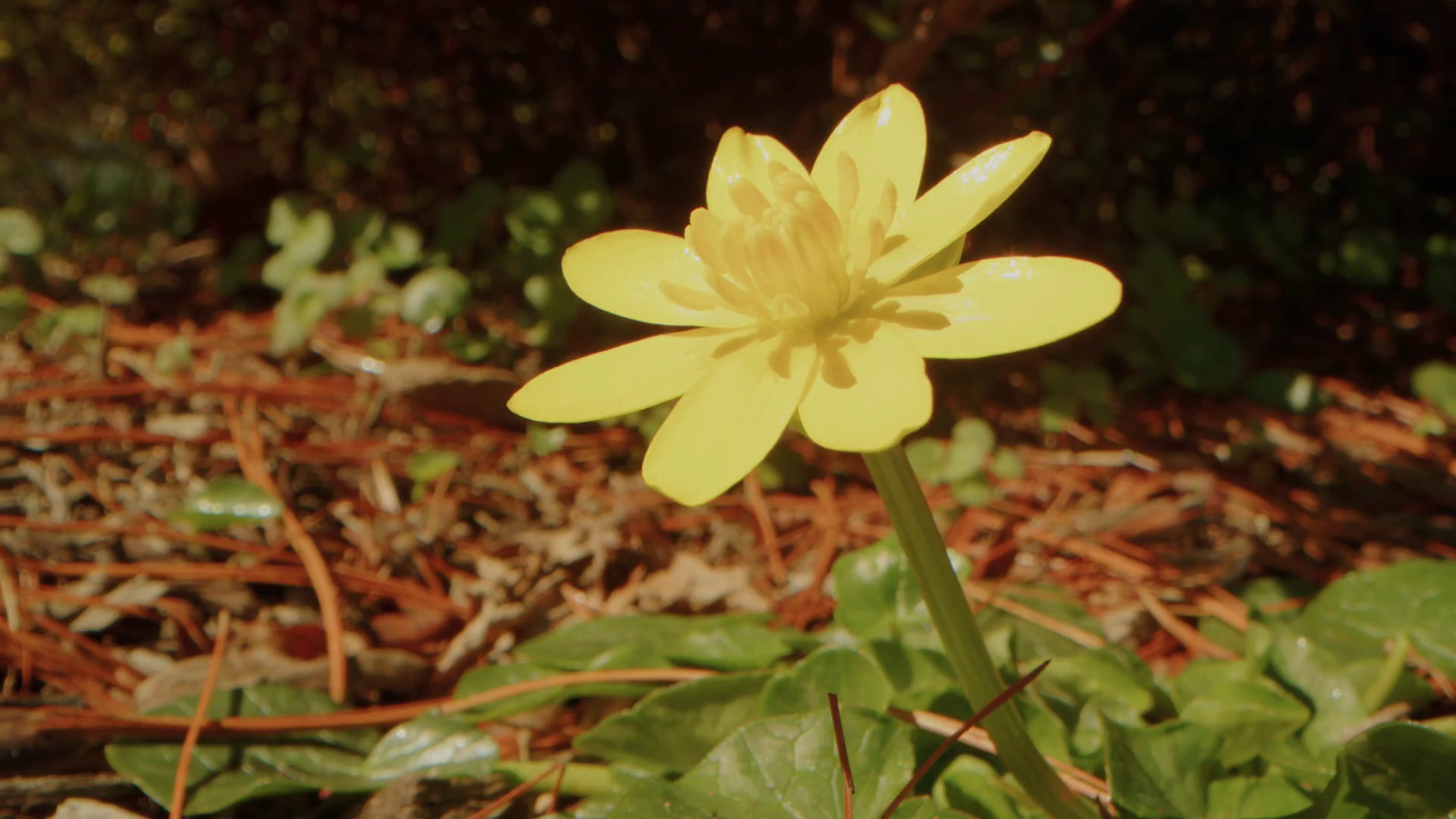 Bright Yellow Lesser Celandine Flower In Stock Footage SBV-352913268 ...