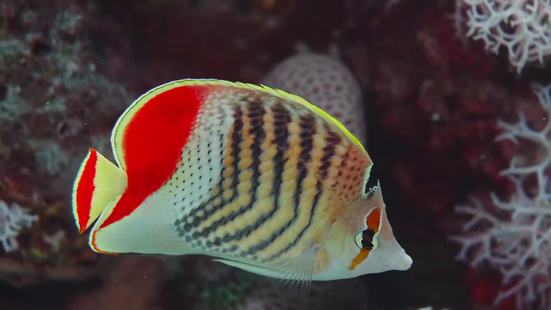 Crown Butterflyfish Chaetodon Paucifasciatus Stock Footage SBV ...