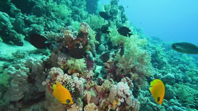 Underwater Empty Deep Sea Stock Footage: Royalty-Free Video Clips ...