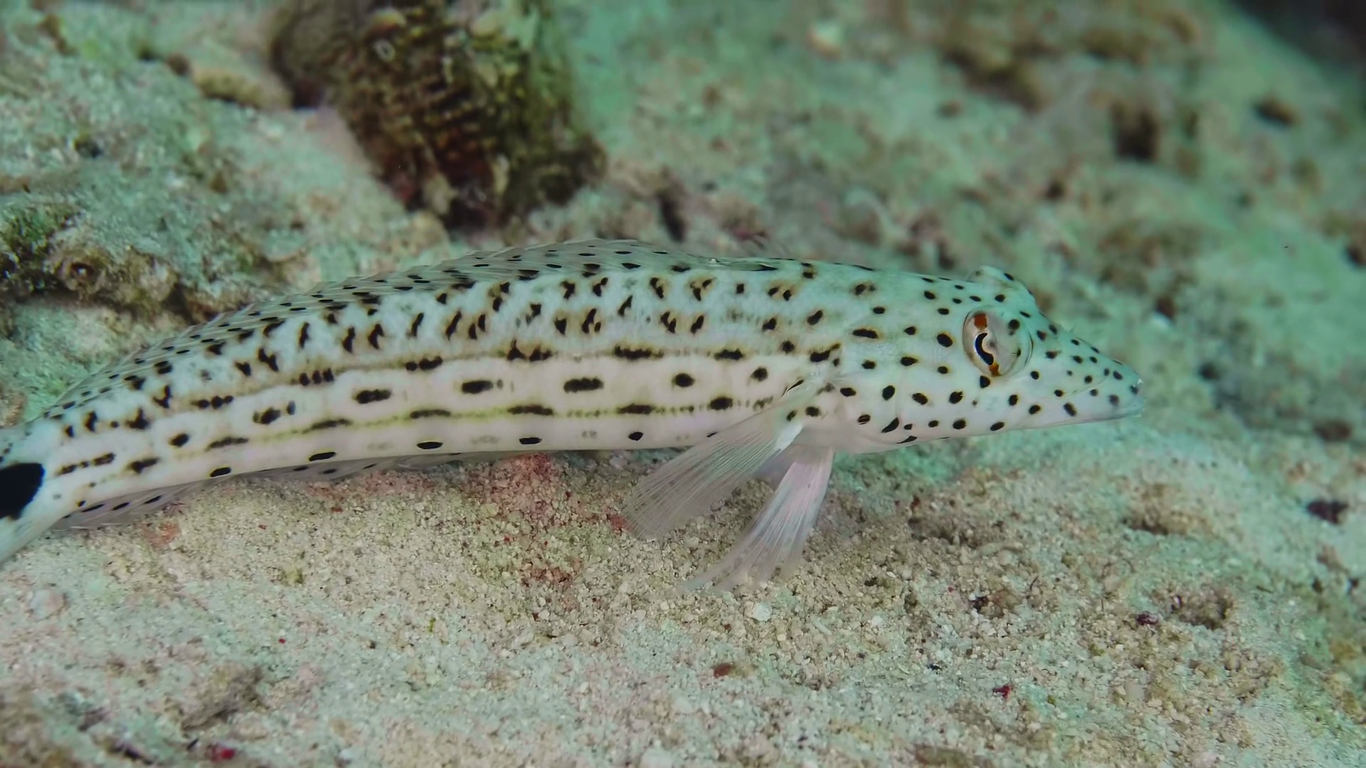 Speckled Sandperch Parapercis Pacifica On Stock Footage SBV-352777297 ...
