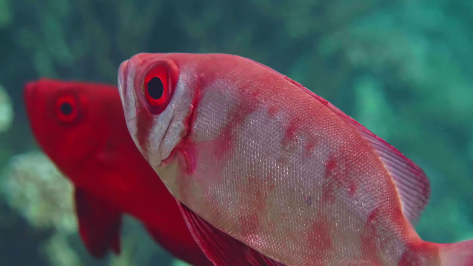 Red Moontail Bullseye Fish Swimming In Coral Stock Footage SBV ...