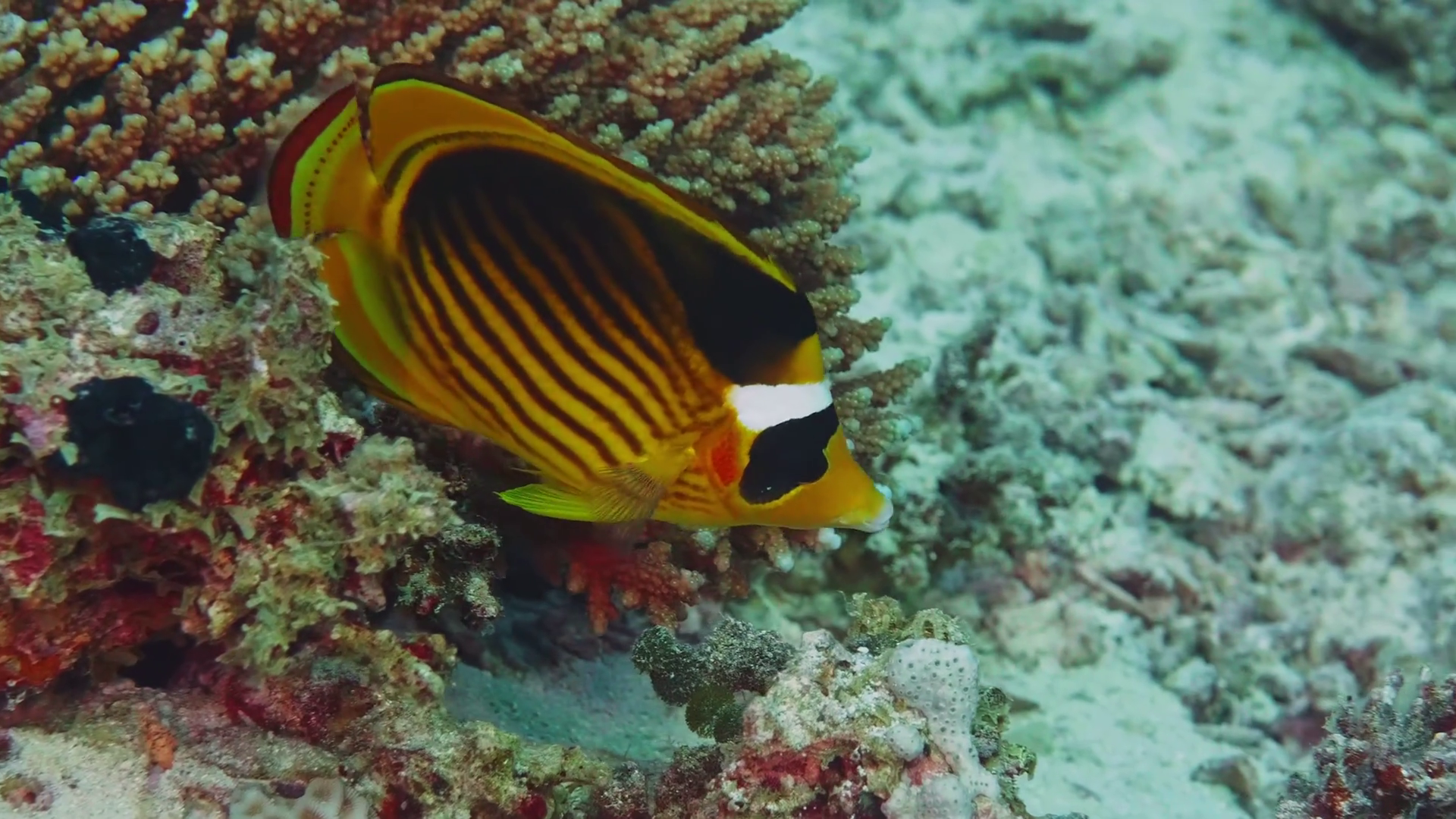 Red Sea Diagonal Butterflyfish Swimming Over Stock Footage SBV ...
