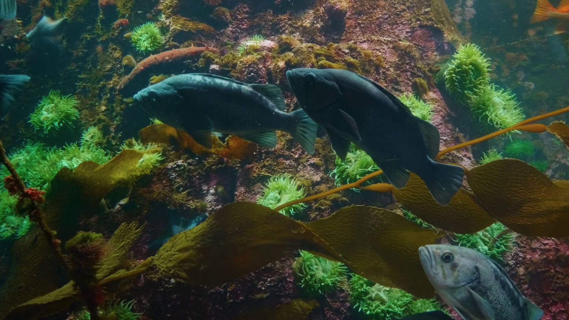 Black Rockfish Swimming In Kelp Forest At Stock Footage SBV-353051155 ...