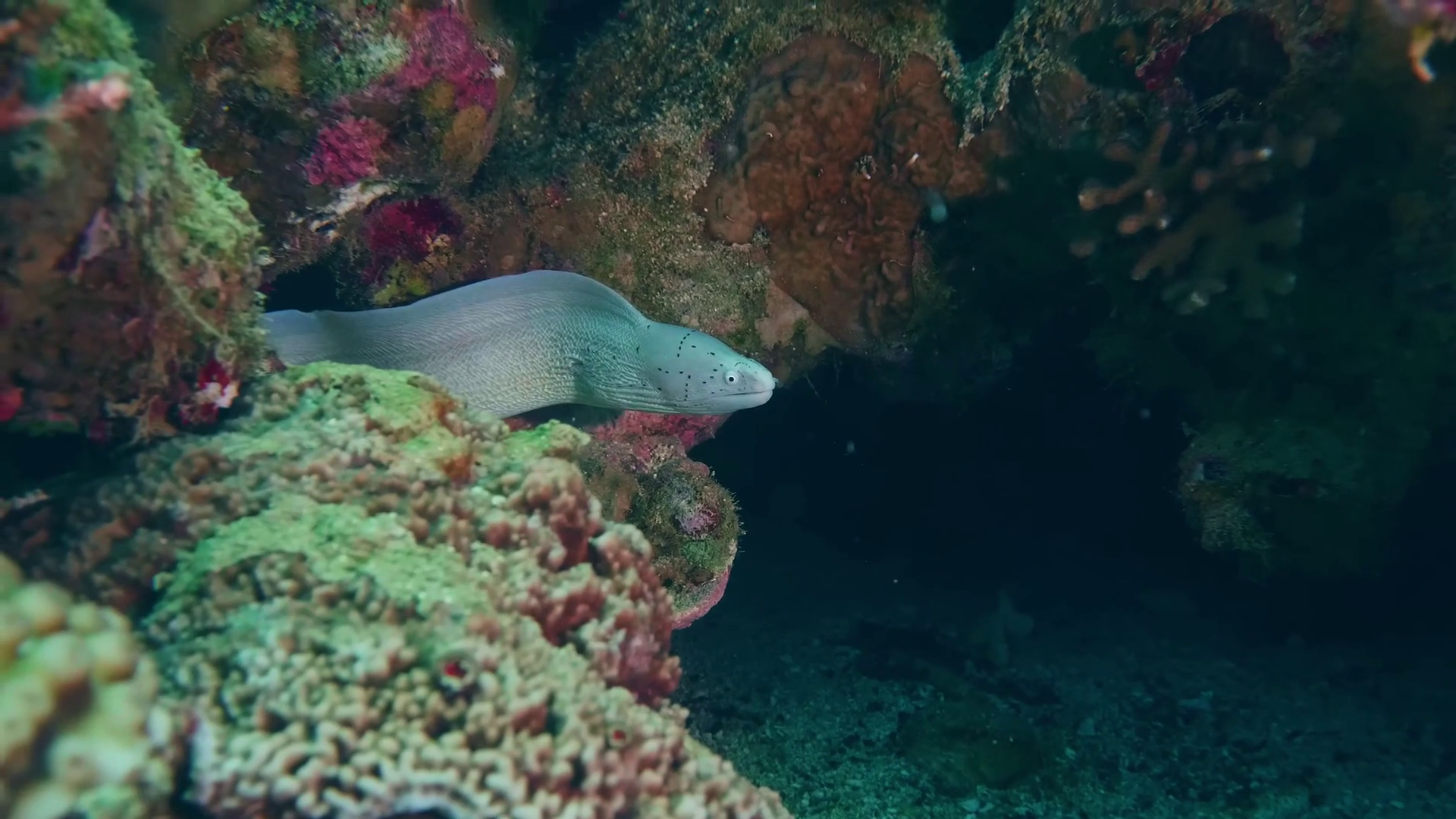 Greyface Moray Eel Gymnothorax Thyrsoideus Stock Footage SBV-352658875 ...