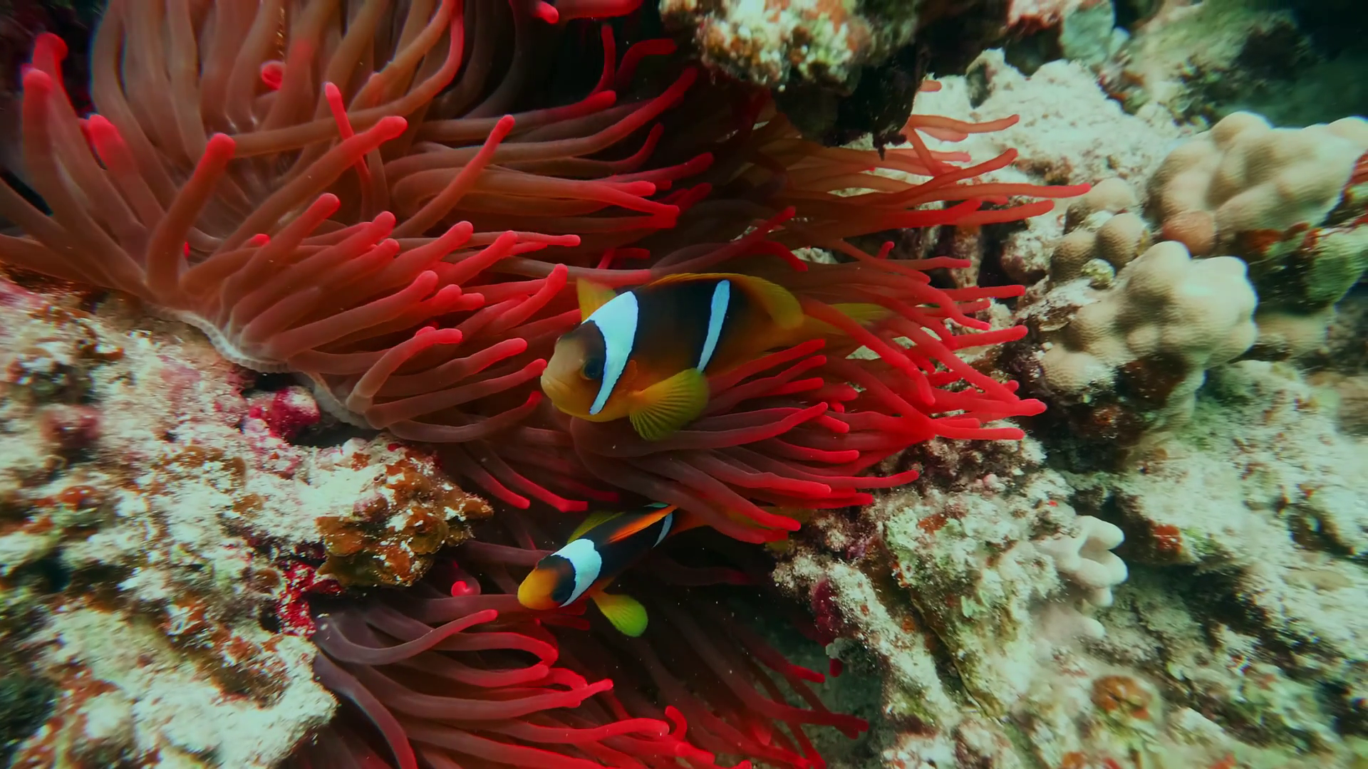 Pair Of Red Sea Anemonefish Nestled In Stock Footage SBV-352659040 ...