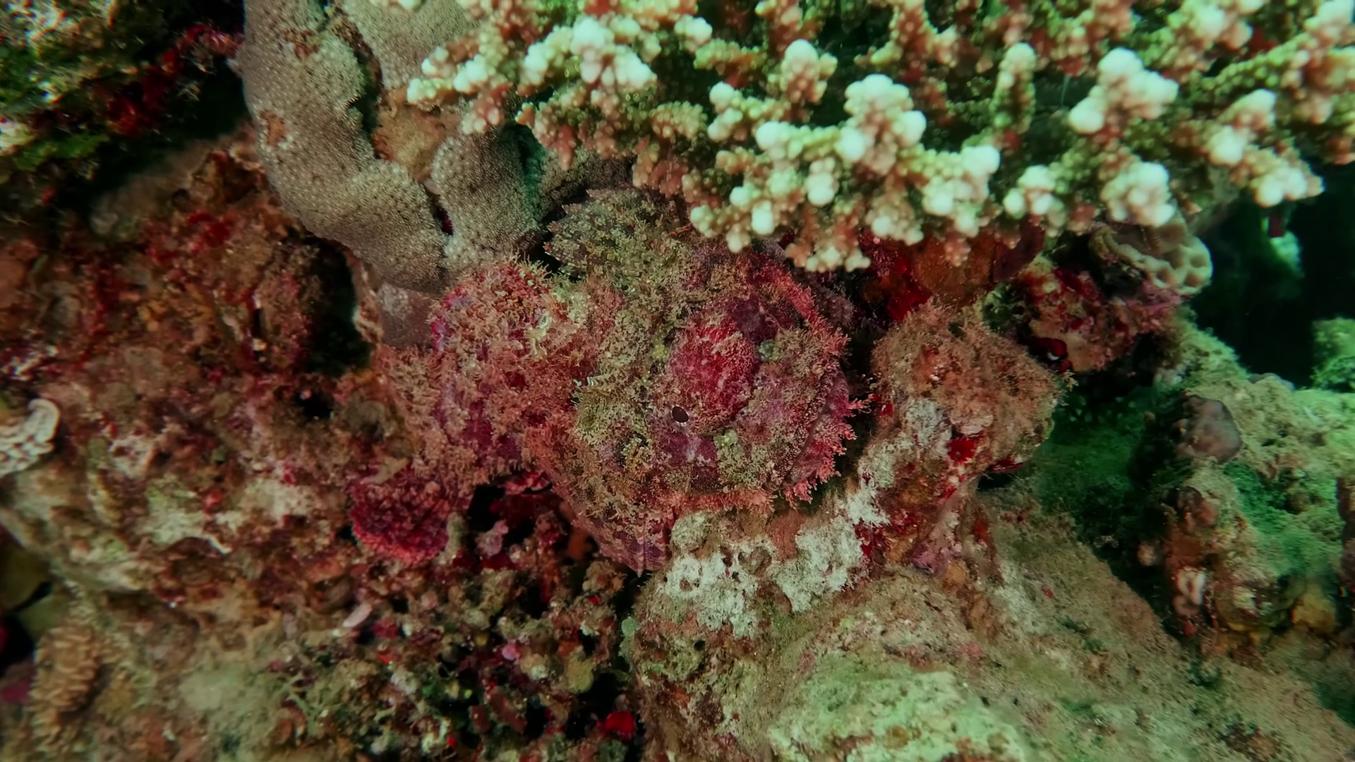 Reef Stonefish Perfectly Camouflaged On Stock Footage SBV-352676560 ...