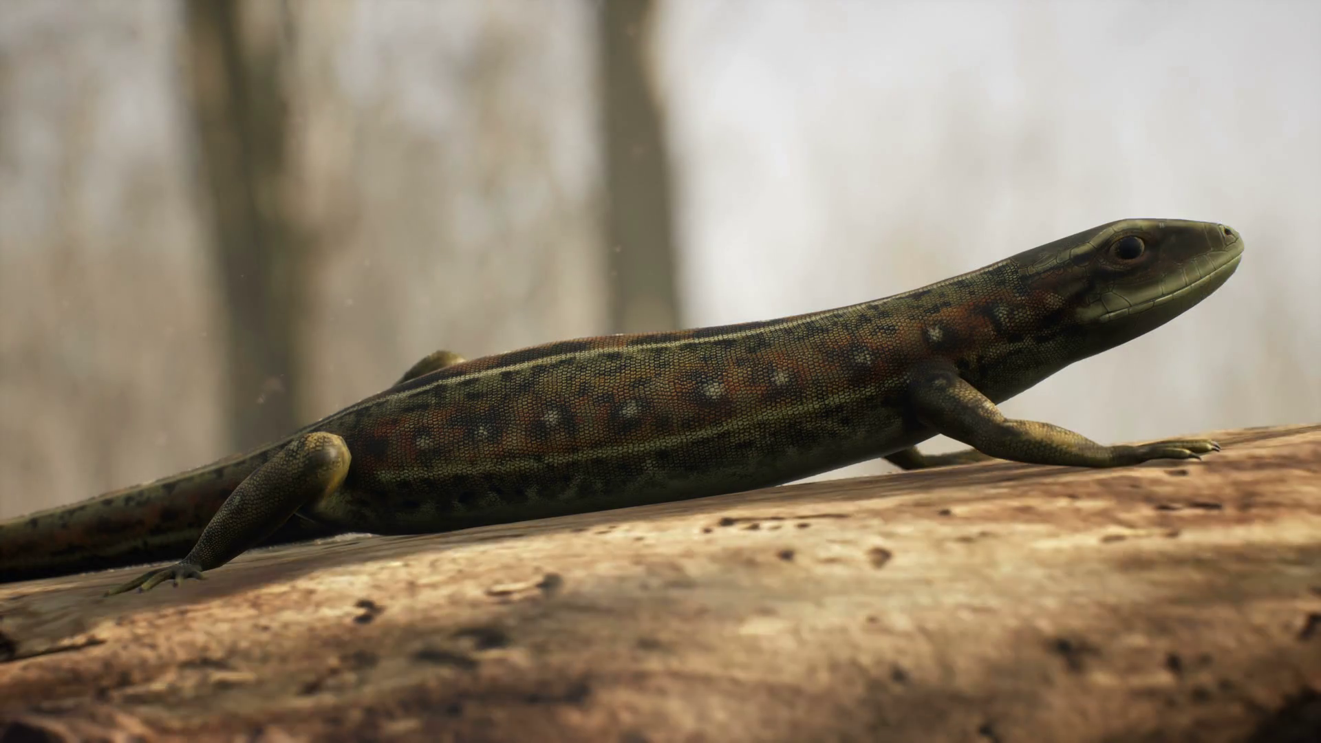 An Ordinary Viviparous Lizard Sunbathes On Stock Motion Graphics SBV ...