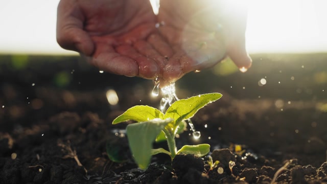 Growing Plant | People stock footage - Storyblocks