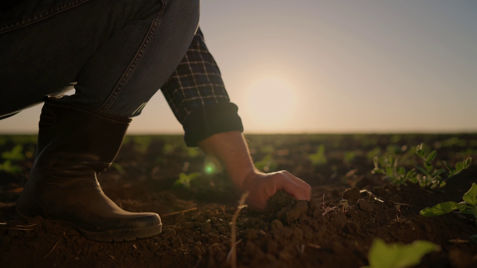 Young Plants Of Corn Soya Growing In Field Stock Footage SBV-351673802 ...