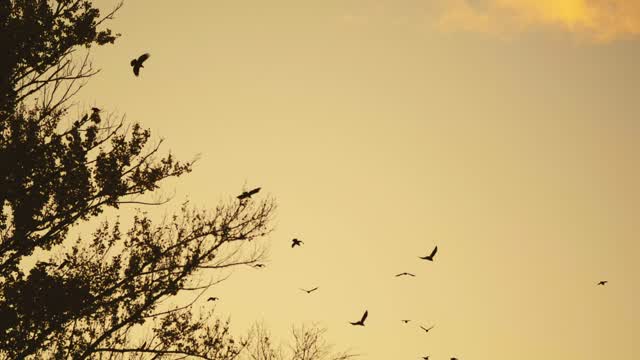 Bird Take Off Stock Footage: Royalty-Free Video Clips - Storyblocks