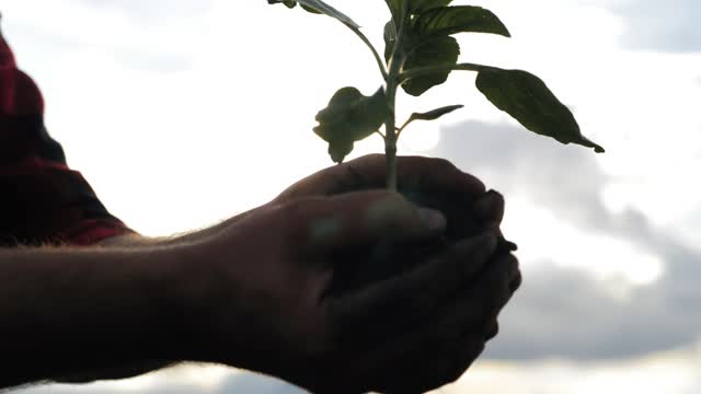 Man Holding Small Tree Stock Footage: Royalty-Free Video Clips ...