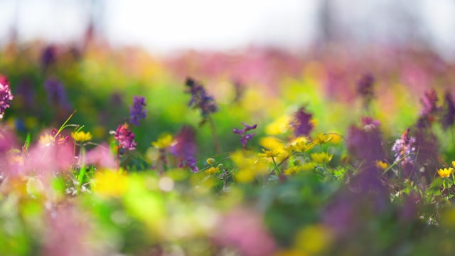 Flower Field Stock Footage: Royalty-Free Video Clips - Storyblocks