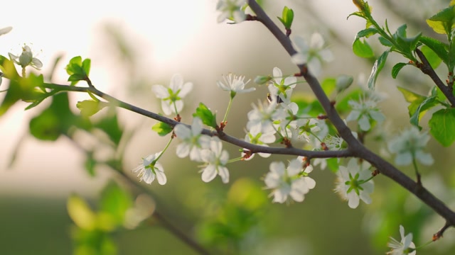 Beautiful Nature Stock Video Clips & Footage - Storyblocks