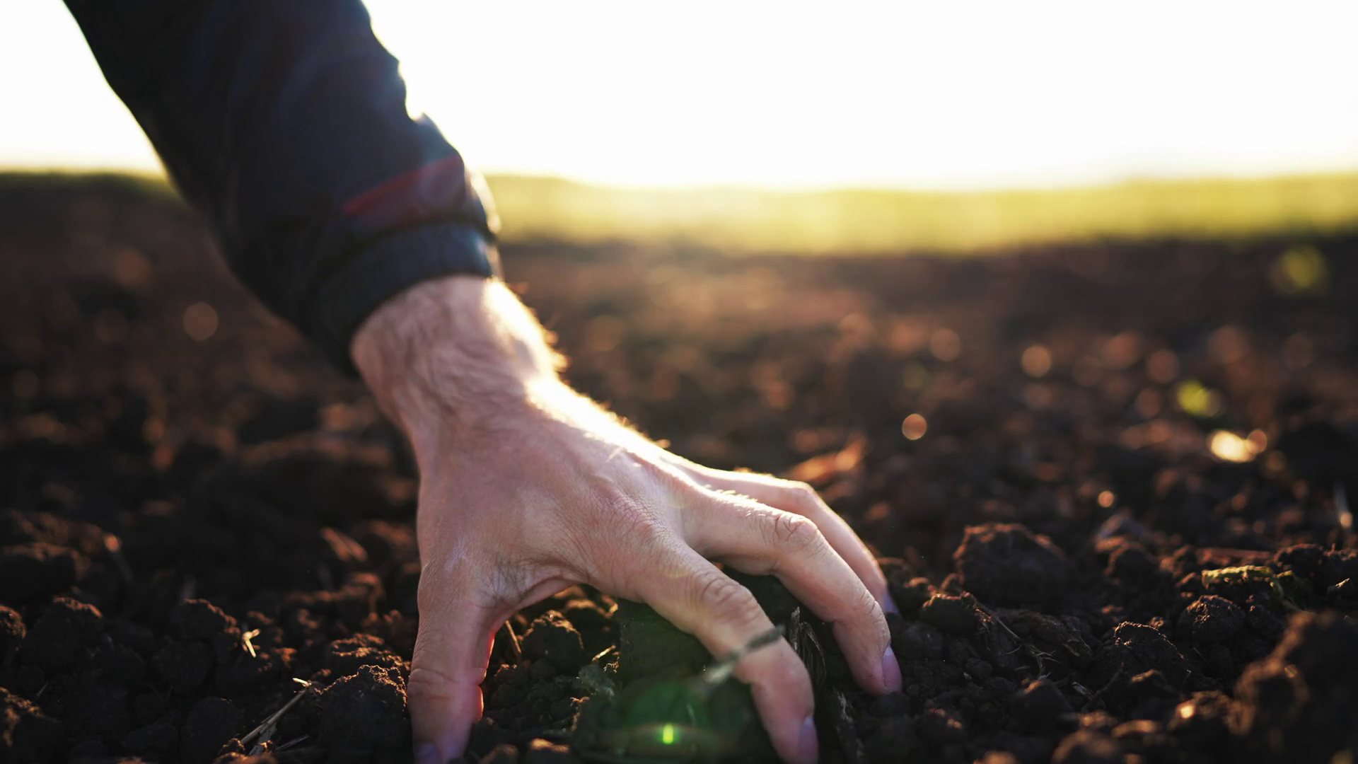 Hand Of Man On Nature On Field In Sunlight Stock Footage SBV-347049387 ...