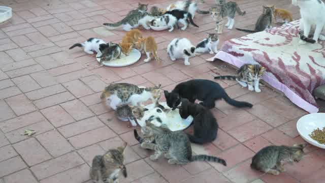 Cats Eating | People stock footage - Storyblocks