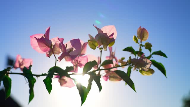 Inspirational Scene Stock Footage: Royalty-Free Video Clips - Storyblocks