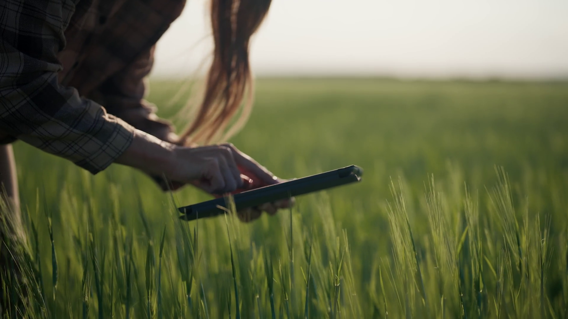 Close Up View Of Female Agronomist Working Stock Footage SBV-348834955 ...