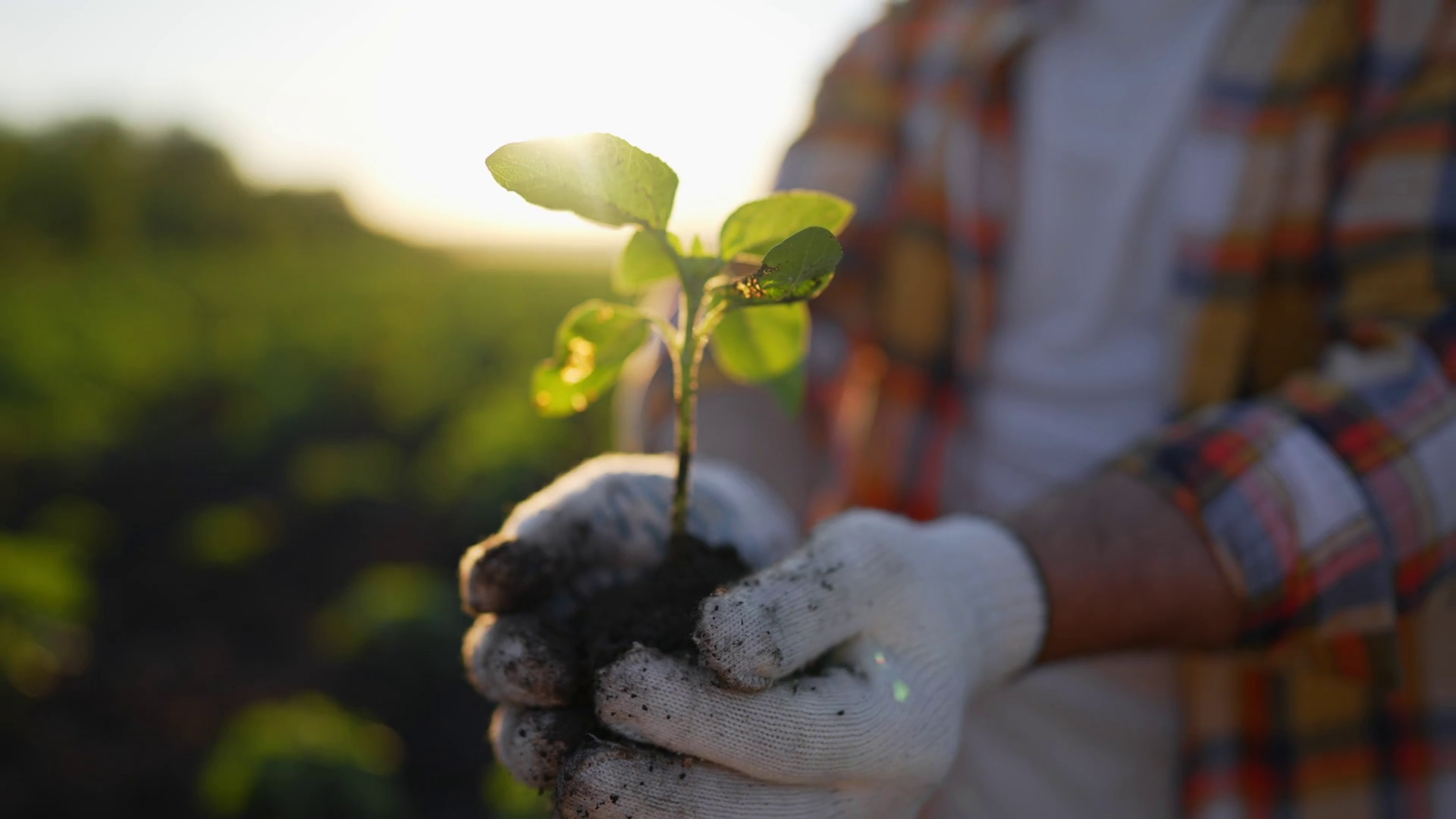 Farmer Holding Plant Sprout In Hands Stock Footage SBV-347782982 ...