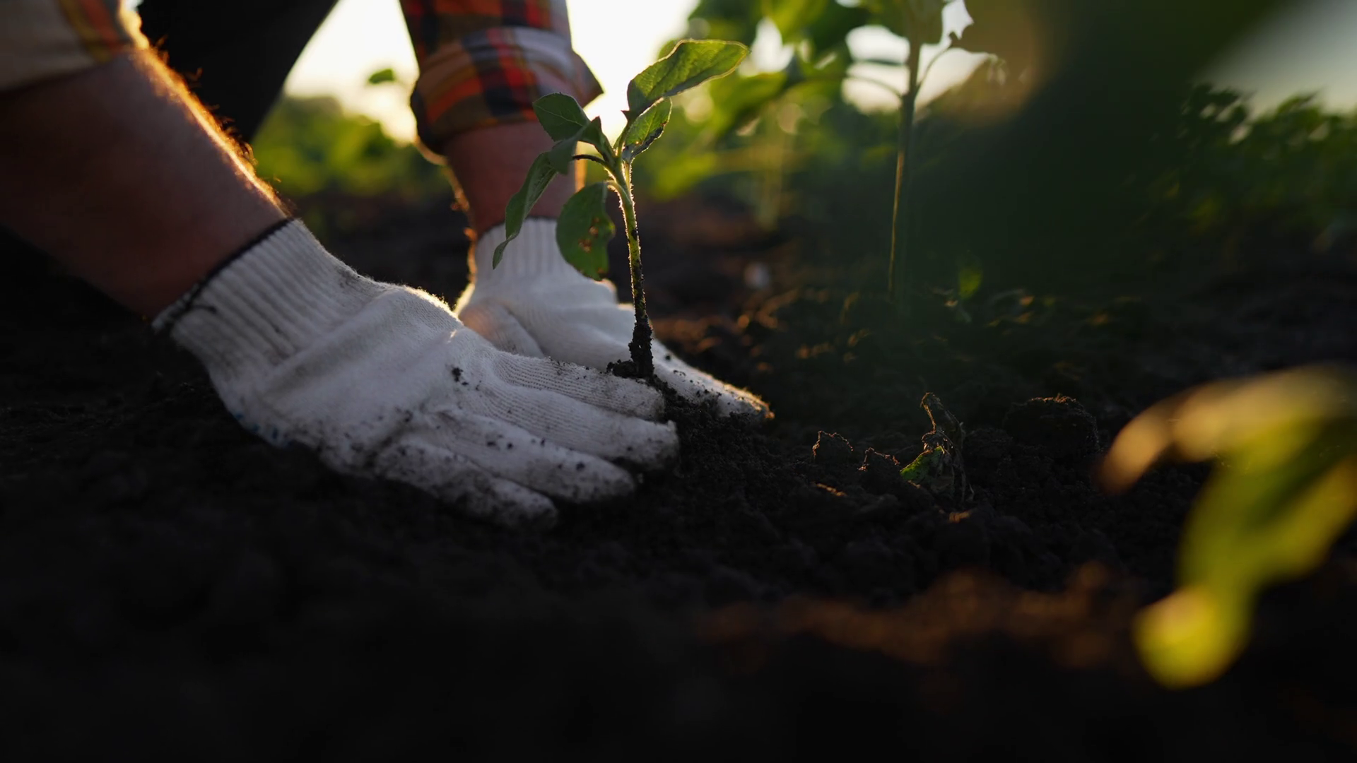 Hands Of Woman Farmer Worker Planting Stock Footage SBV-347787493 ...