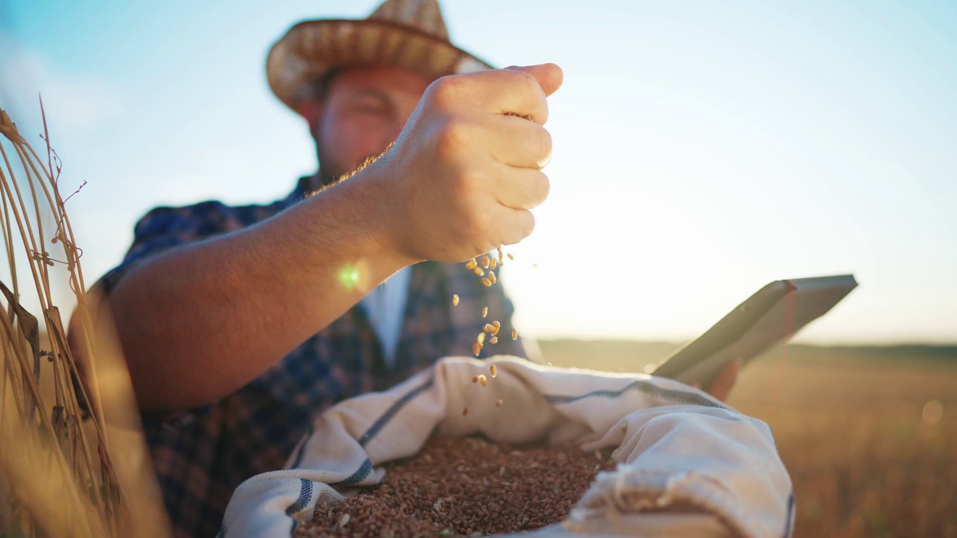 Happy Farmer Pouring Wheat Grain In Bag Of Stock Footage SBV-348466199 ...