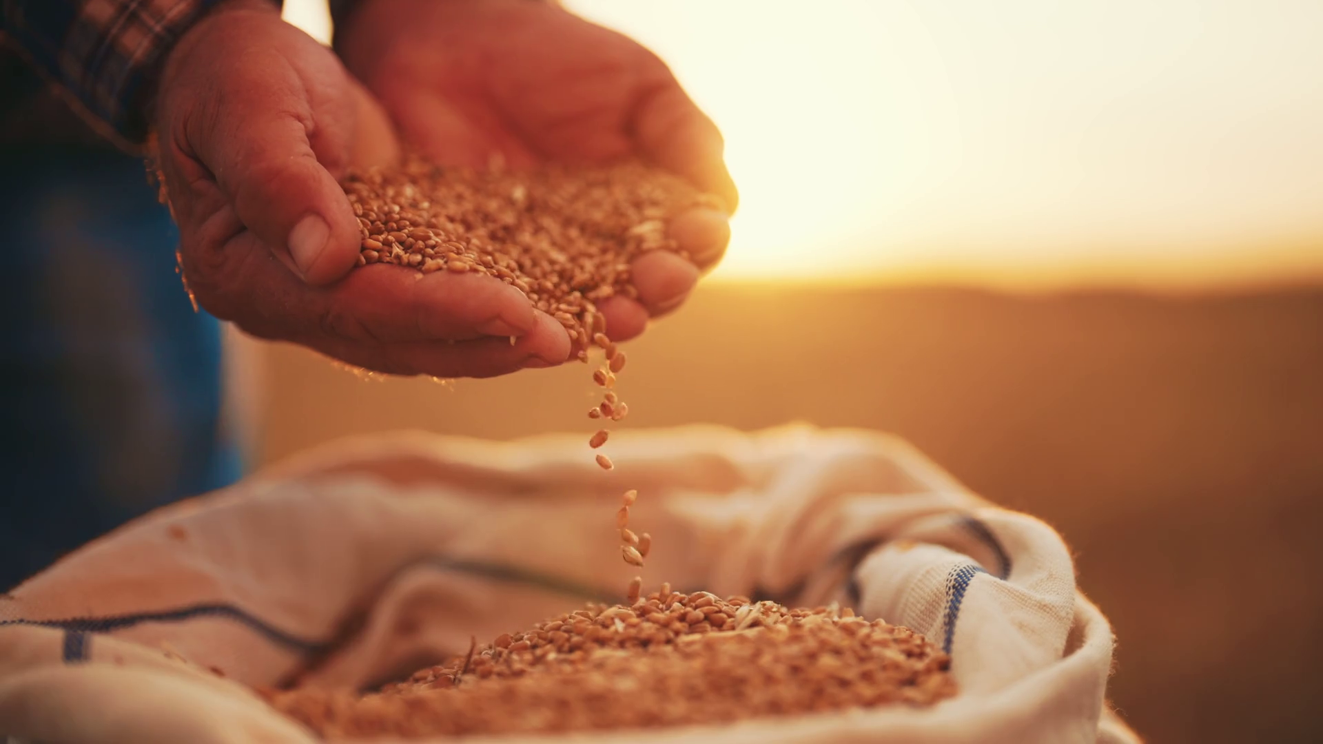 Golden Wheat Grain Pours From Farmer Man Stock Footage SBV-348394620 ...