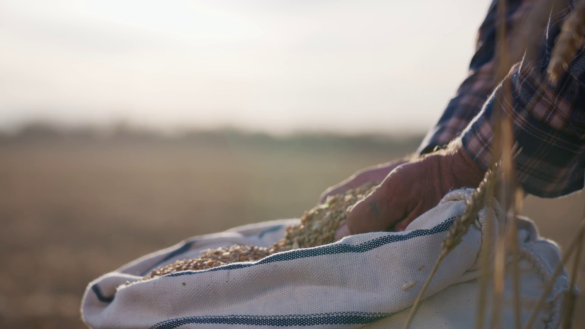 Wheat Grain Pouring From Farmer's Hands On Stock Footage SBV-348636166 ...