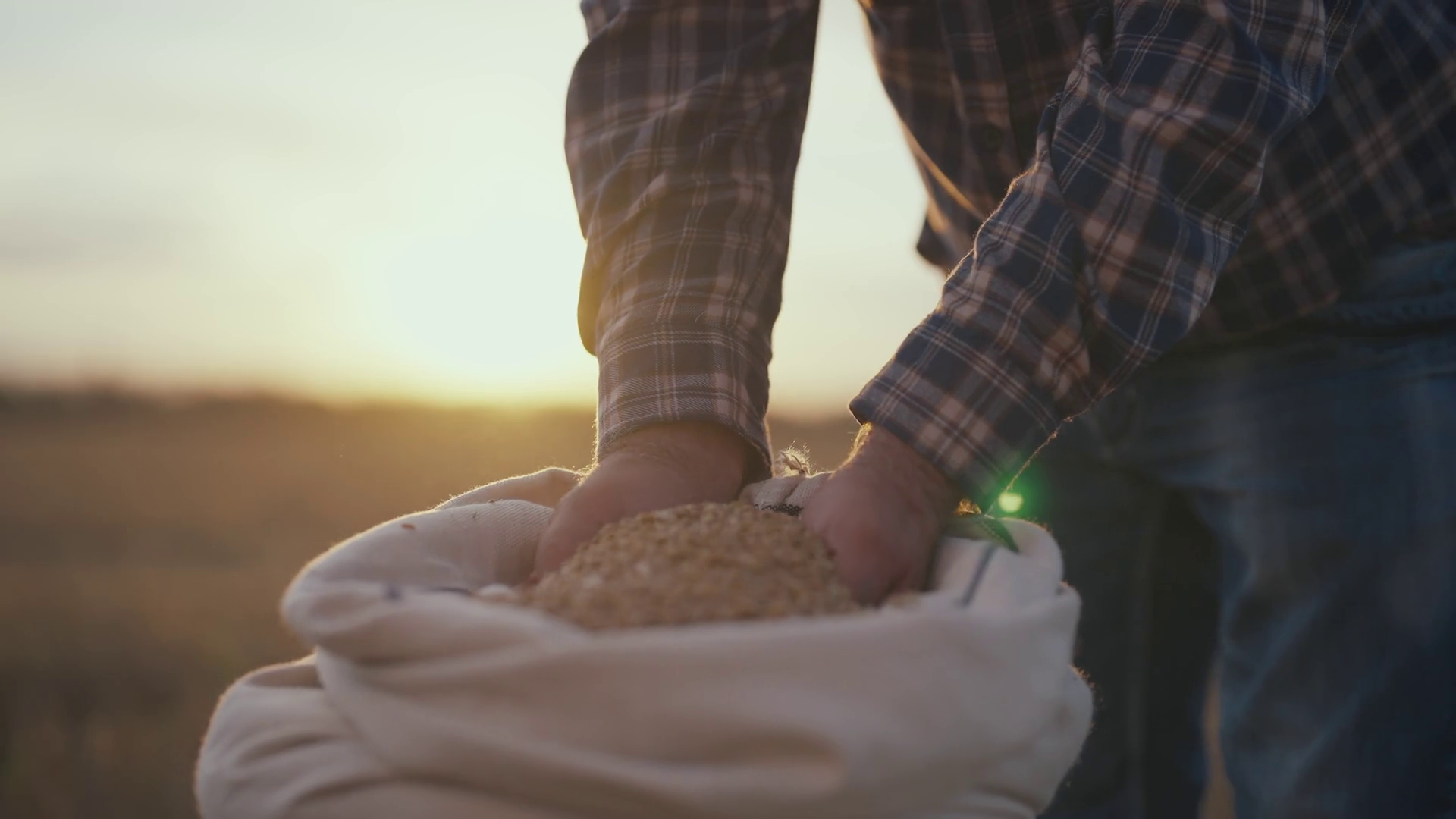 Wheat Grain Pouring From Farmer's Man Hands Stock Footage SBV-348643511 ...