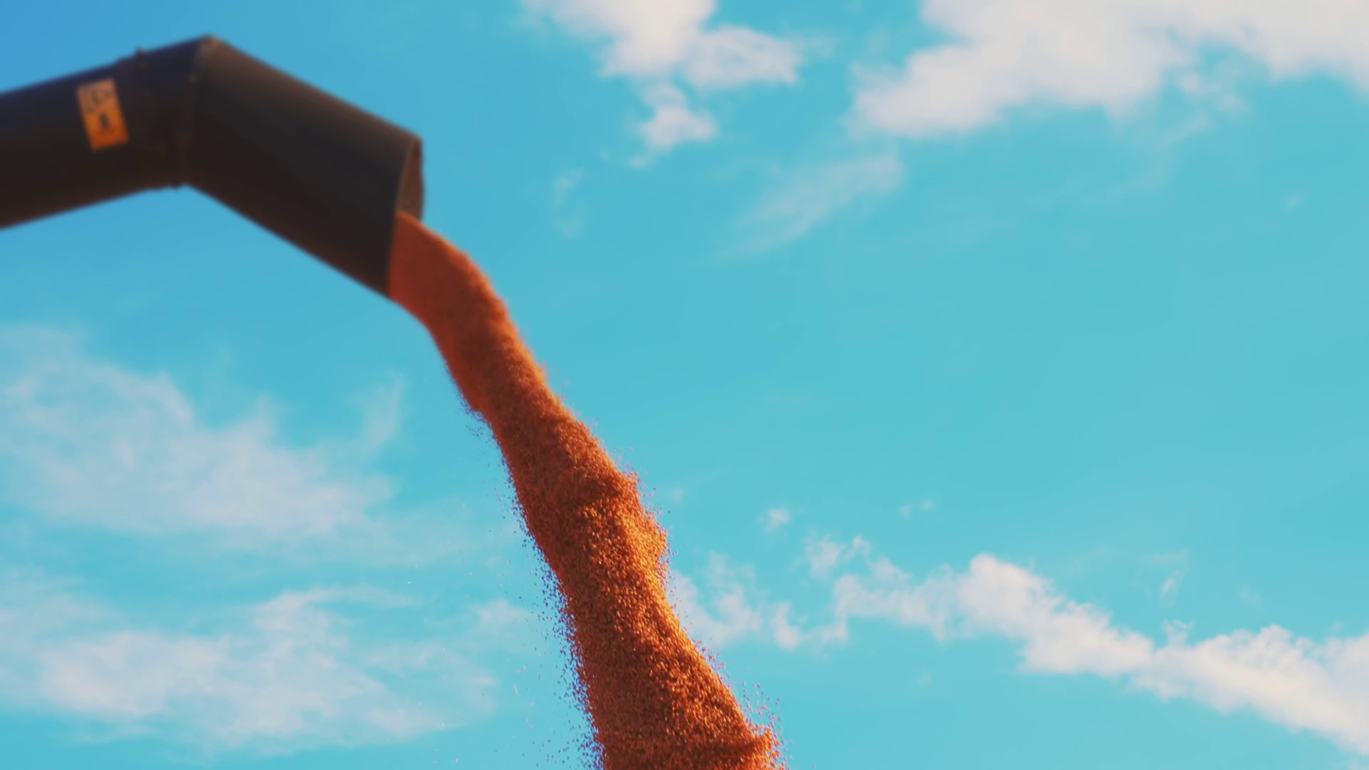 Grain Pouring From Combine Harvester Pipe On Stock Footage SBV ...