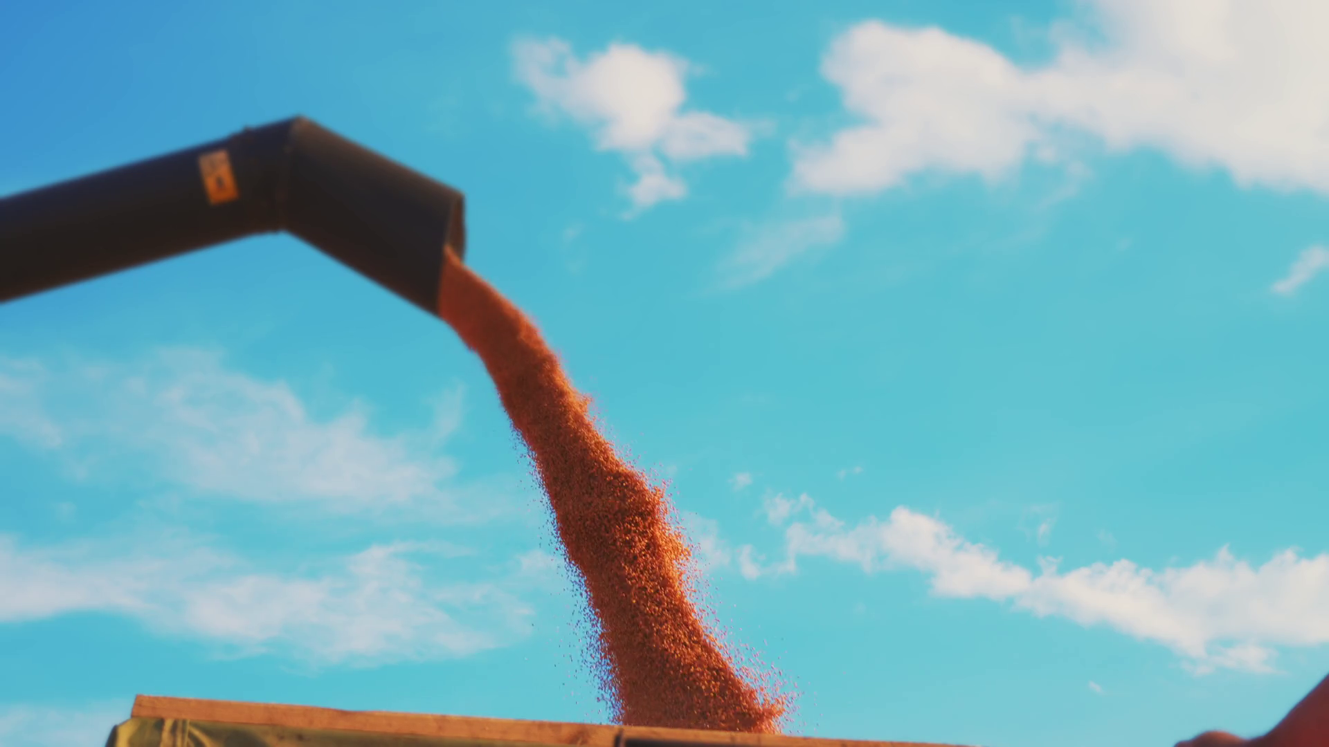 Grain Pouring From Combine Harvester Pipe On Stock Footage SBV ...