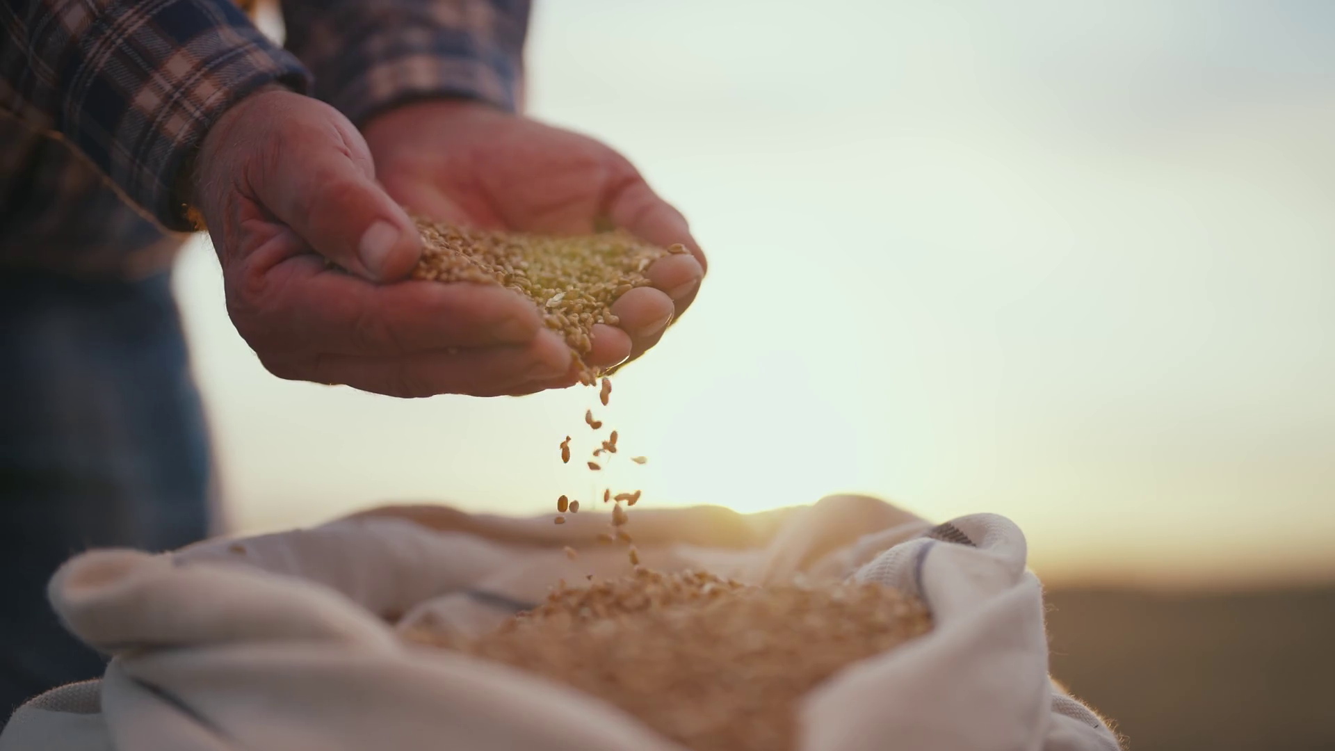 Wheat Grain Pouring From Farmer's Man Hands Stock Footage SBV-348778471 ...