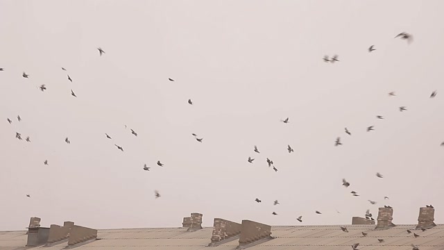 Crow Rest Stock Footage: Royalty-Free Video Clips - Storyblocks