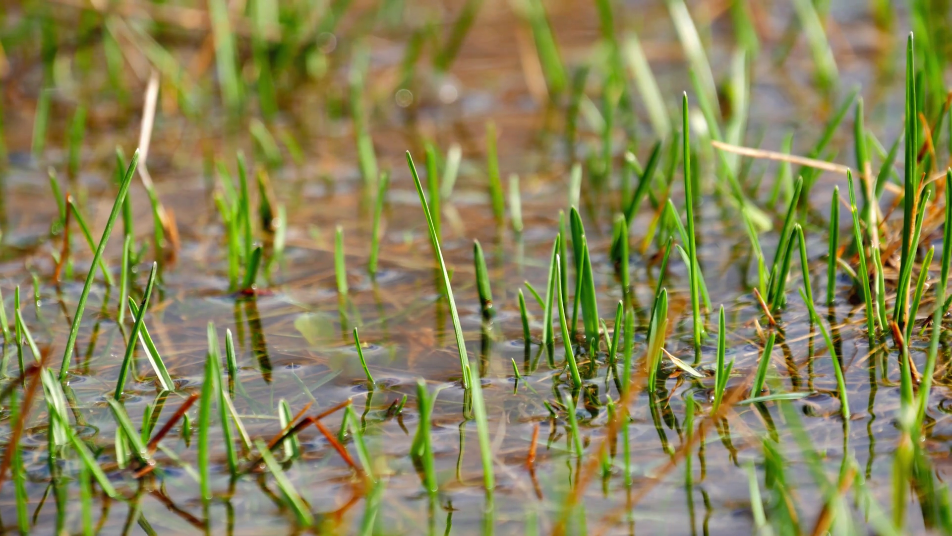 A flooded forest landscape with marsh and dead trees. Spring flood in ...