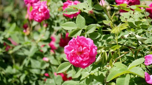 Rose Breeding Stock Footage: Royalty-Free Video Clips - Storyblocks