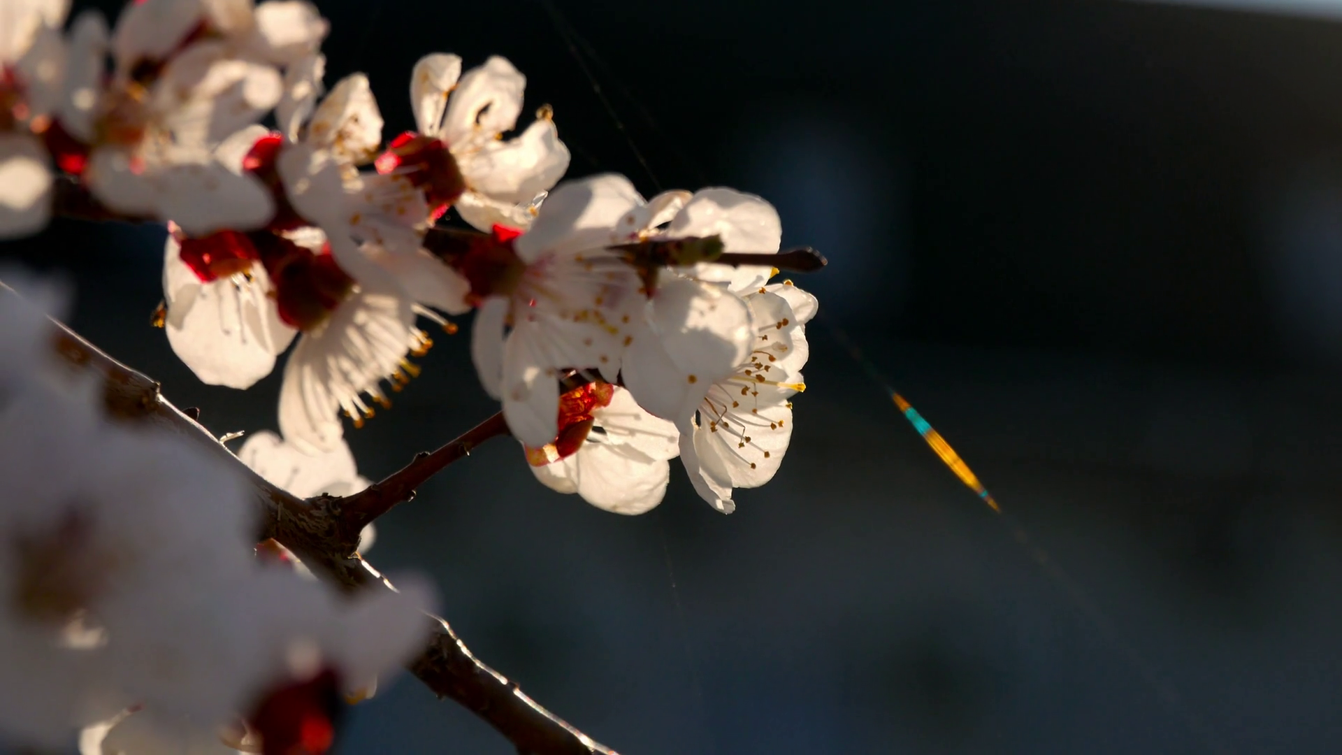 Blooming tree with flowers in spring. Beautiful soft focus footage of ...